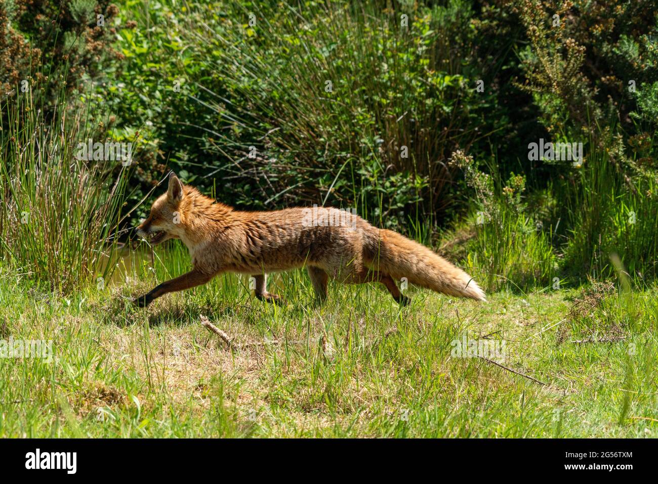 Red fox species long hi-res stock photography and images - Alamy