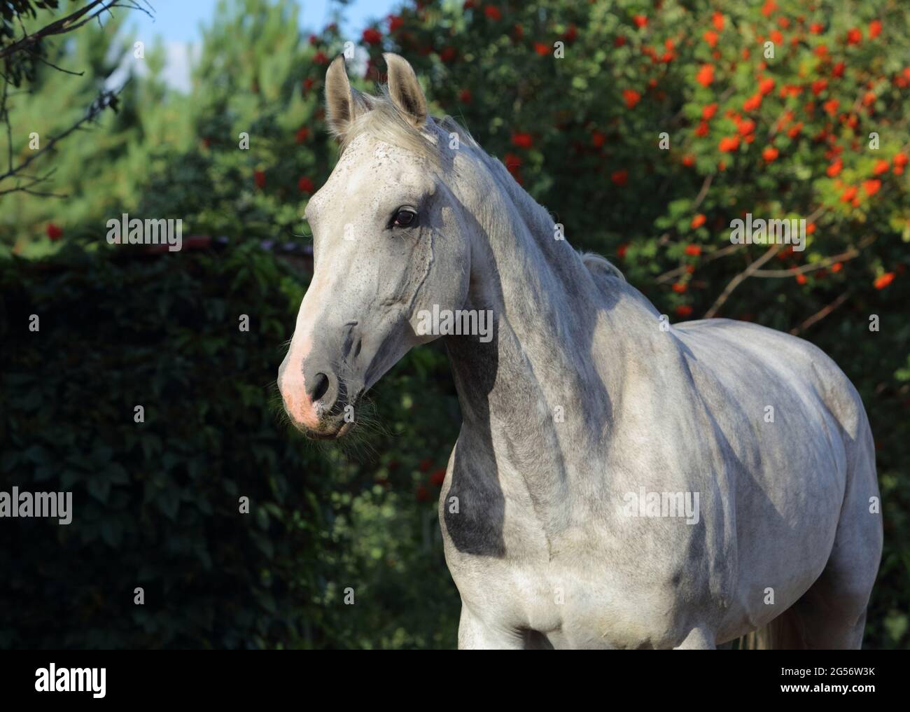 Pre stallion portrait hi-res stock photography and images - Alamy