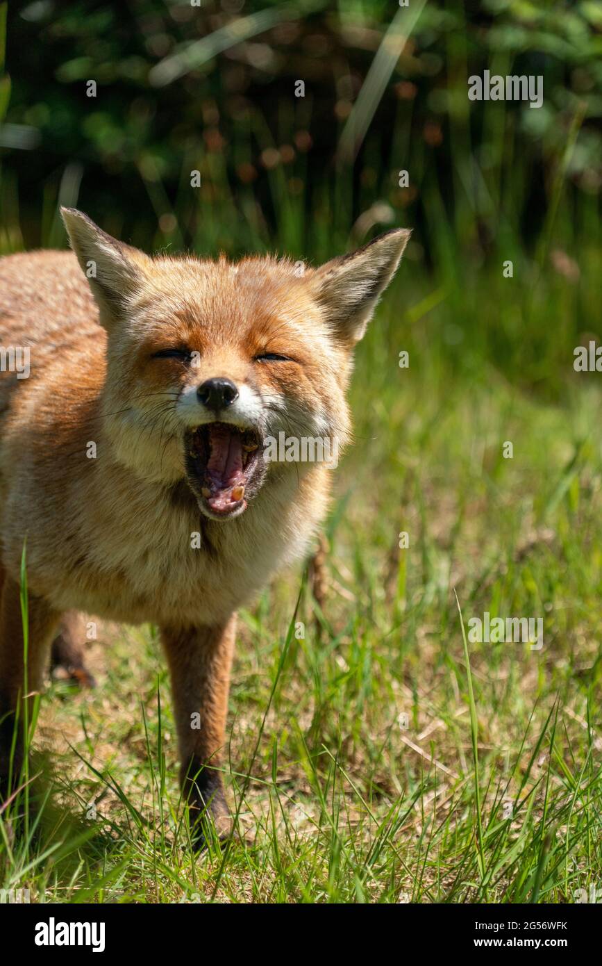 Red British fox in a field on a sunny day Stock Photo - Alamy