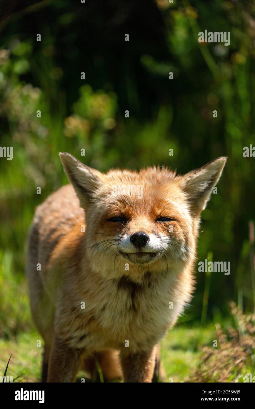 Fox in a field hi-res stock photography and images - Alamy