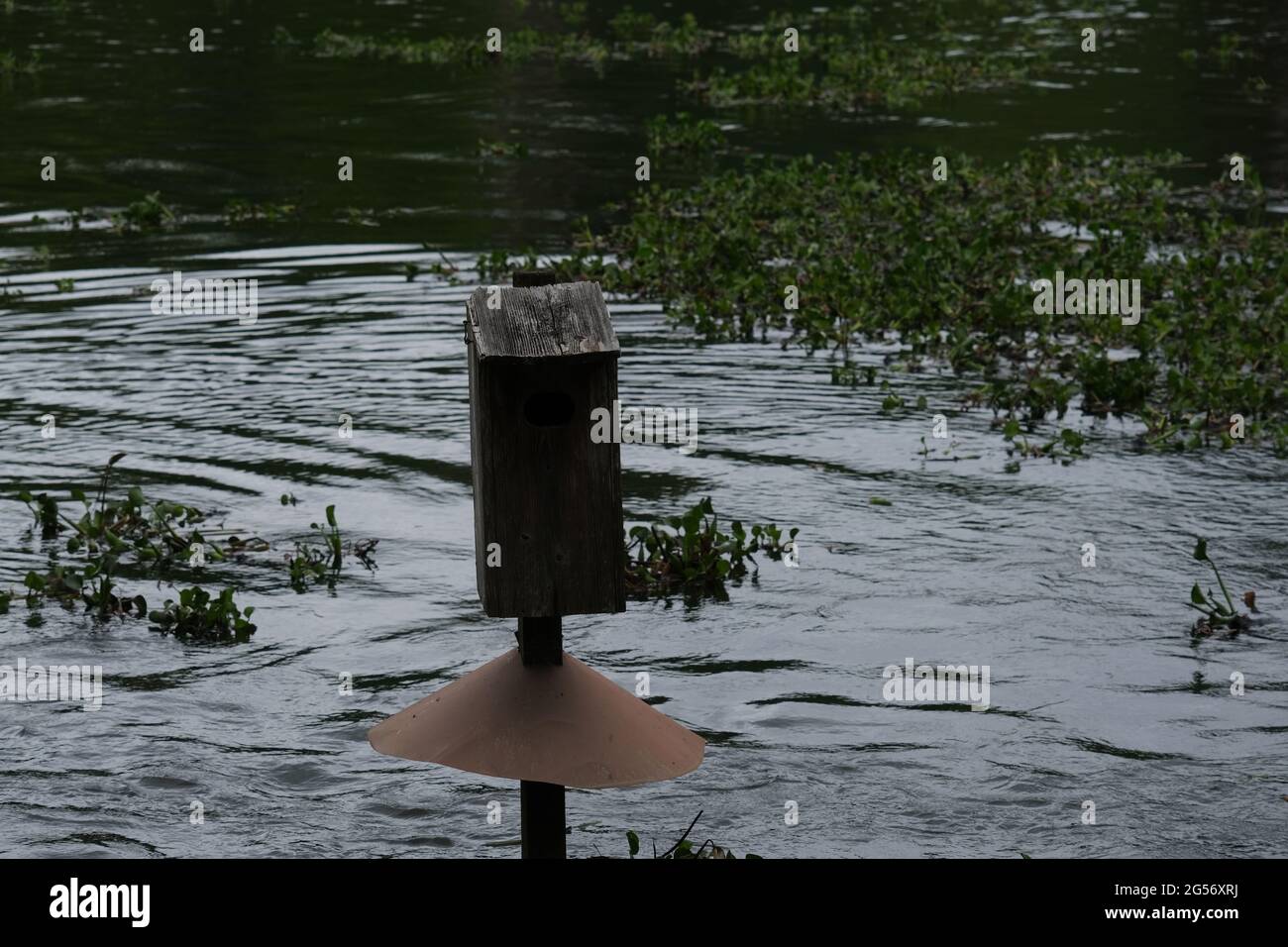 Bird house pole in lake leon in Tom Brown Park in Tallahassee Florida ...