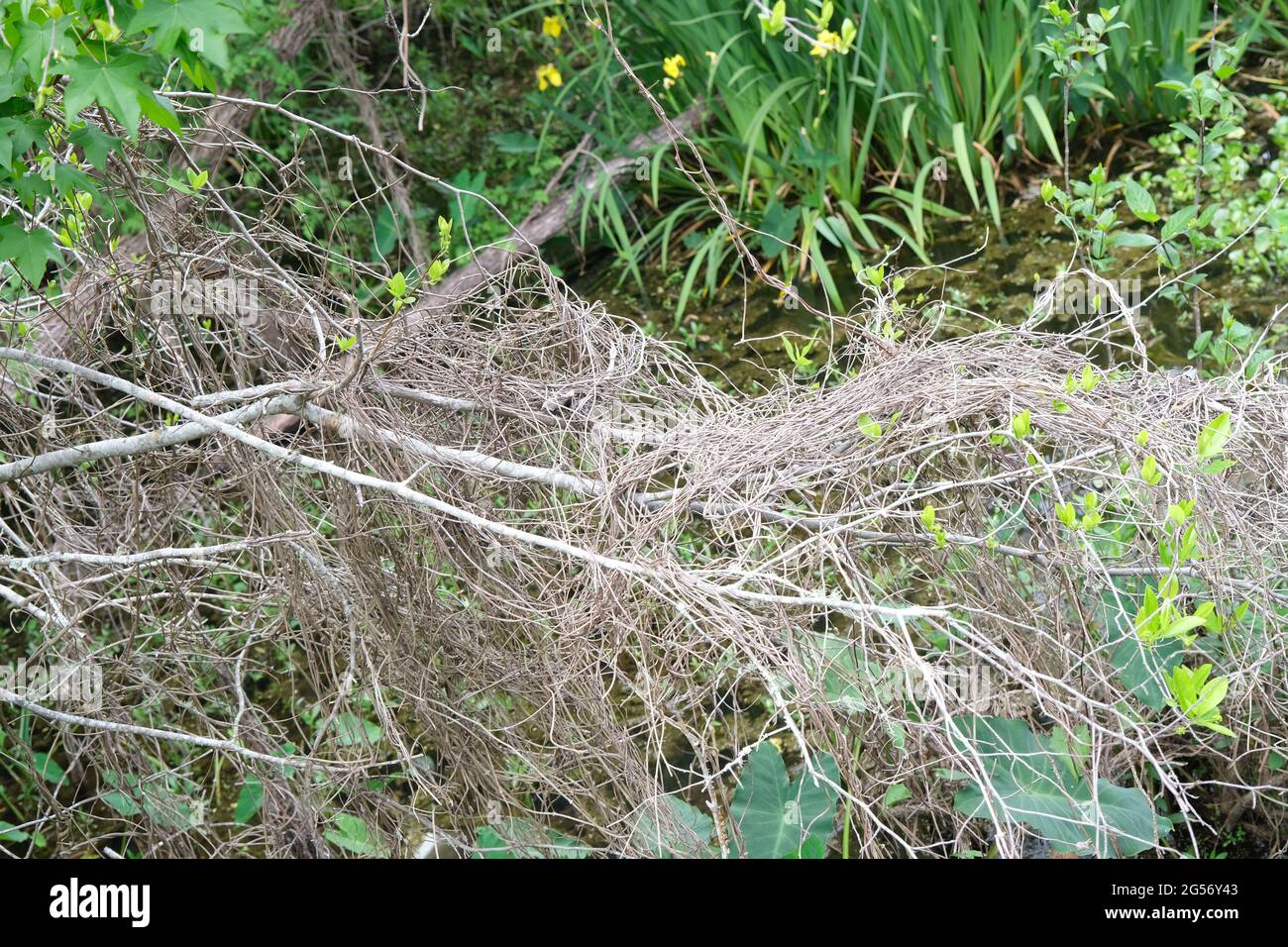 Downed branches hi-res stock photography and images - Alamy