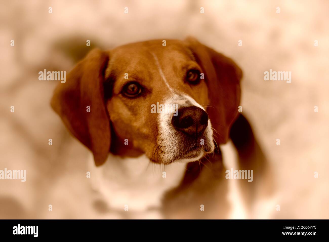 a very close up of my dog appearing to be asking for something Stock ...
