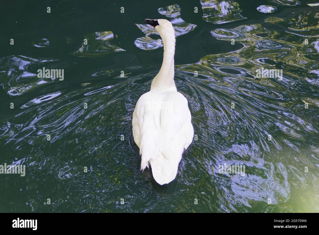 Top view of a snow goose on the surface of the water Stock Photo - Alamy