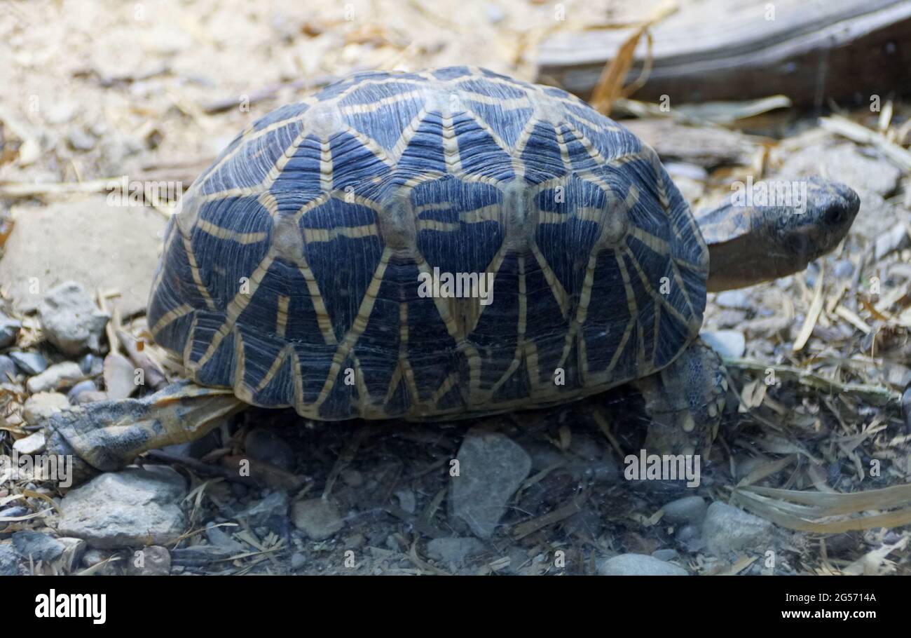 Beautiful patterns on the shells of a Pancake Tortoise Stock Photo - Alamy