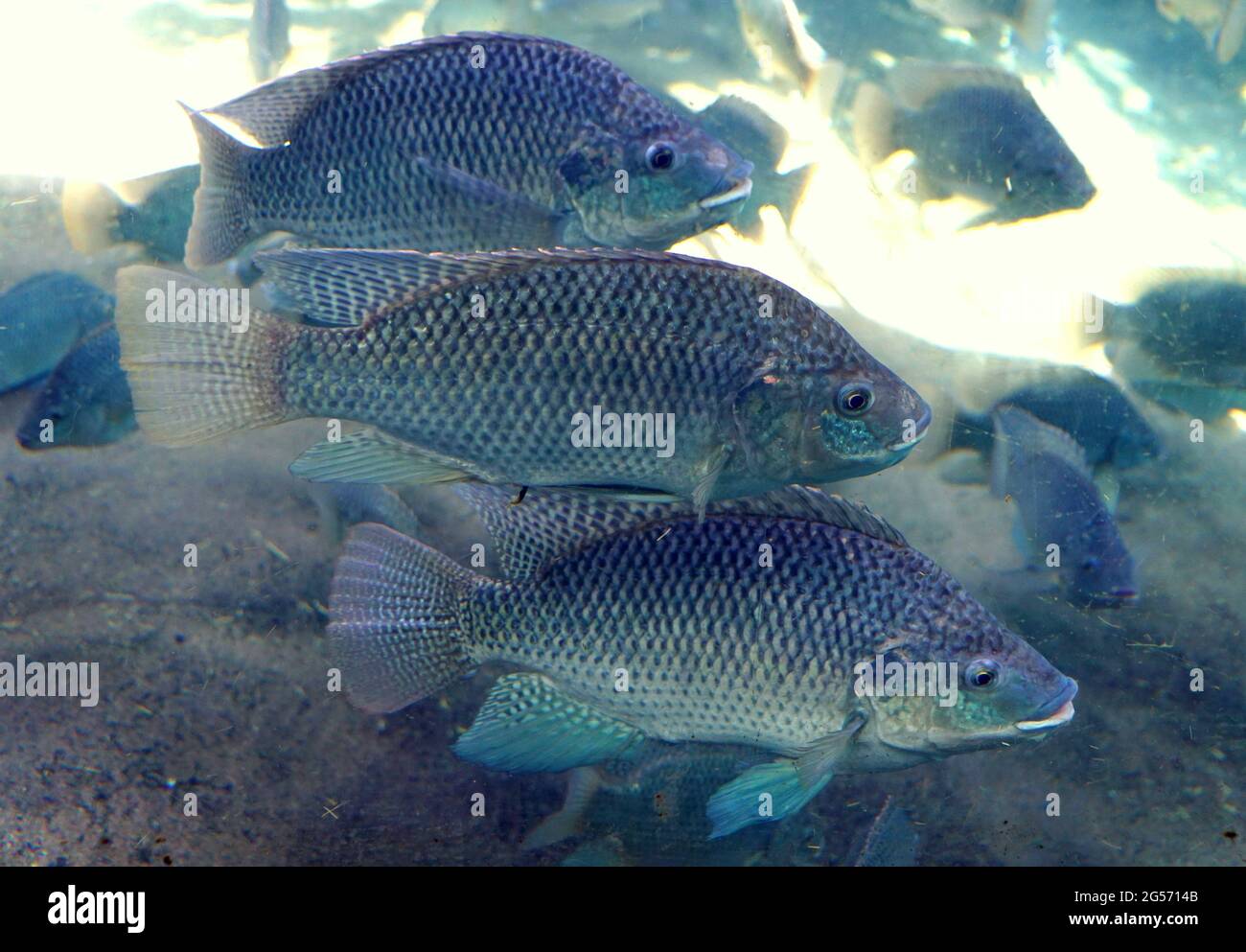 Close up of a school of while tilapia inside a fish tank Stock Photo ...