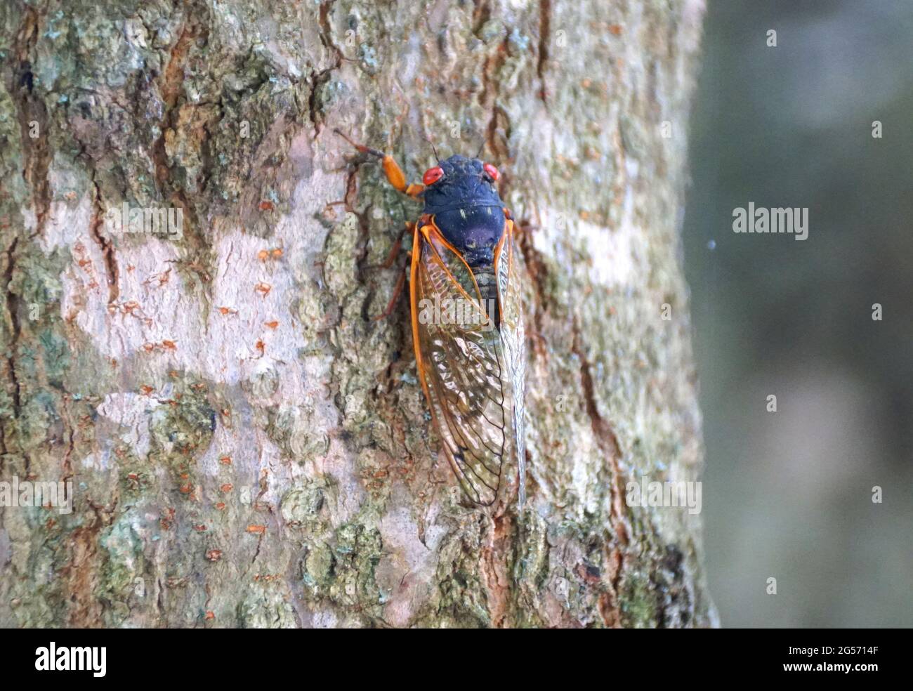 Close up of a cicadas with red wings on the tree Stock Photo - Alamy