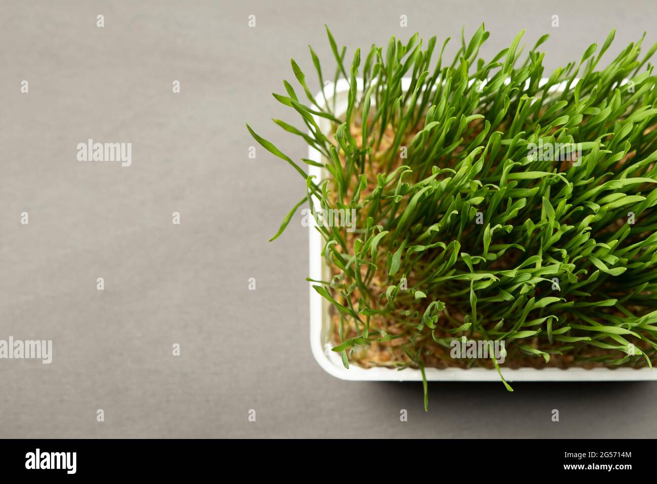 Wheat grass. Sprouted wheat grains in a plastic container. Wheatgrass ...