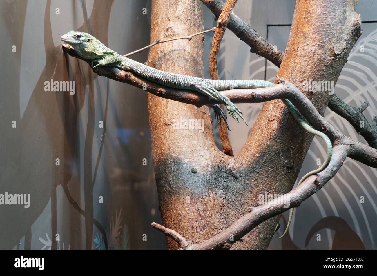 Close up of the beautiful color of Green Tree Monitor, originally from ...