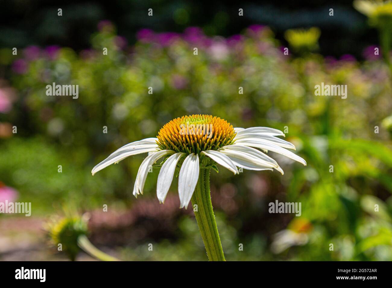 Big daisy hi-res stock photography and images - Alamy