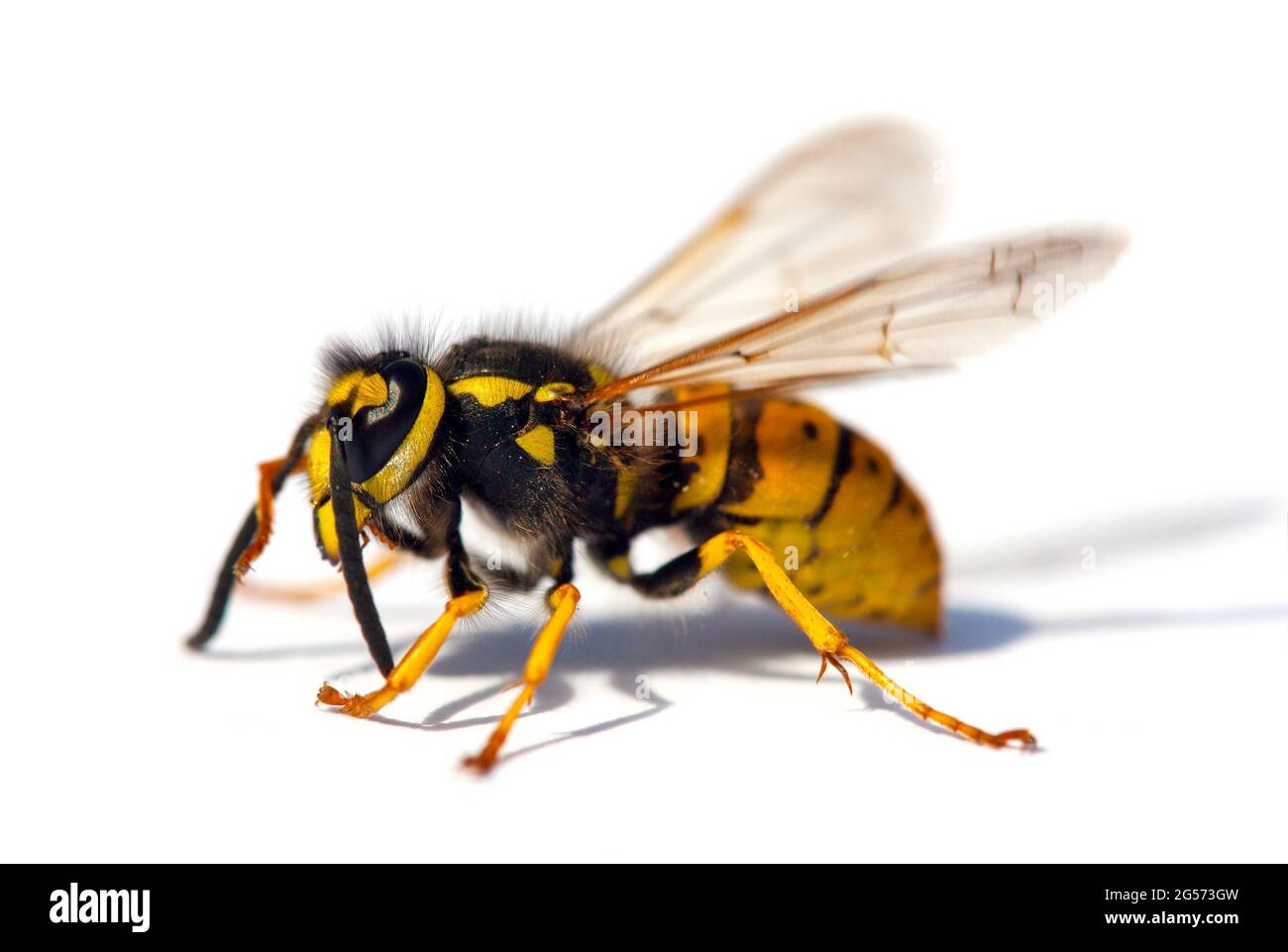 European wasp German wasp or German yellowjacket isolateed on white ...