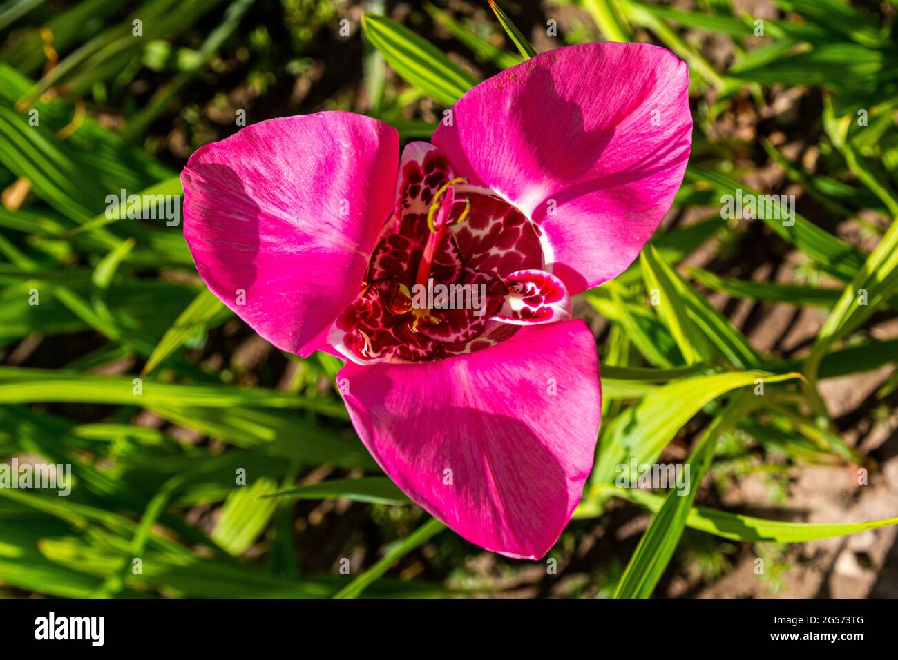 Tigridia. peacock flower. tiger flowers or shell flowers Stock Photo ...