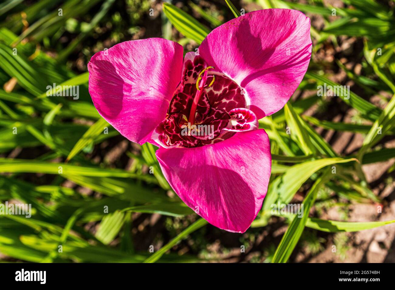 Shell like flowers hi-res stock photography and images - Alamy