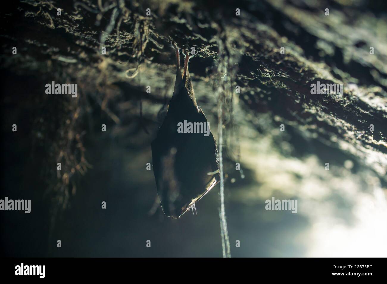 Close up small lesser horseshoe bat covered by wings, hanging upside ...