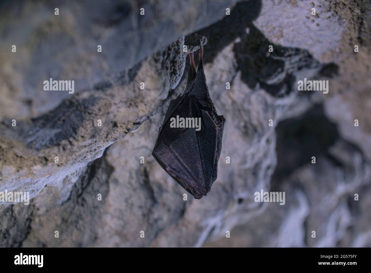 Close up small sleeping horseshoe bat covered by wings, hanging upside ...