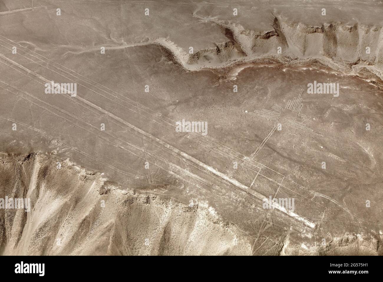 Hummingbird geoglyph sepia colored, Nazca or Nasca mysterious lines and ...