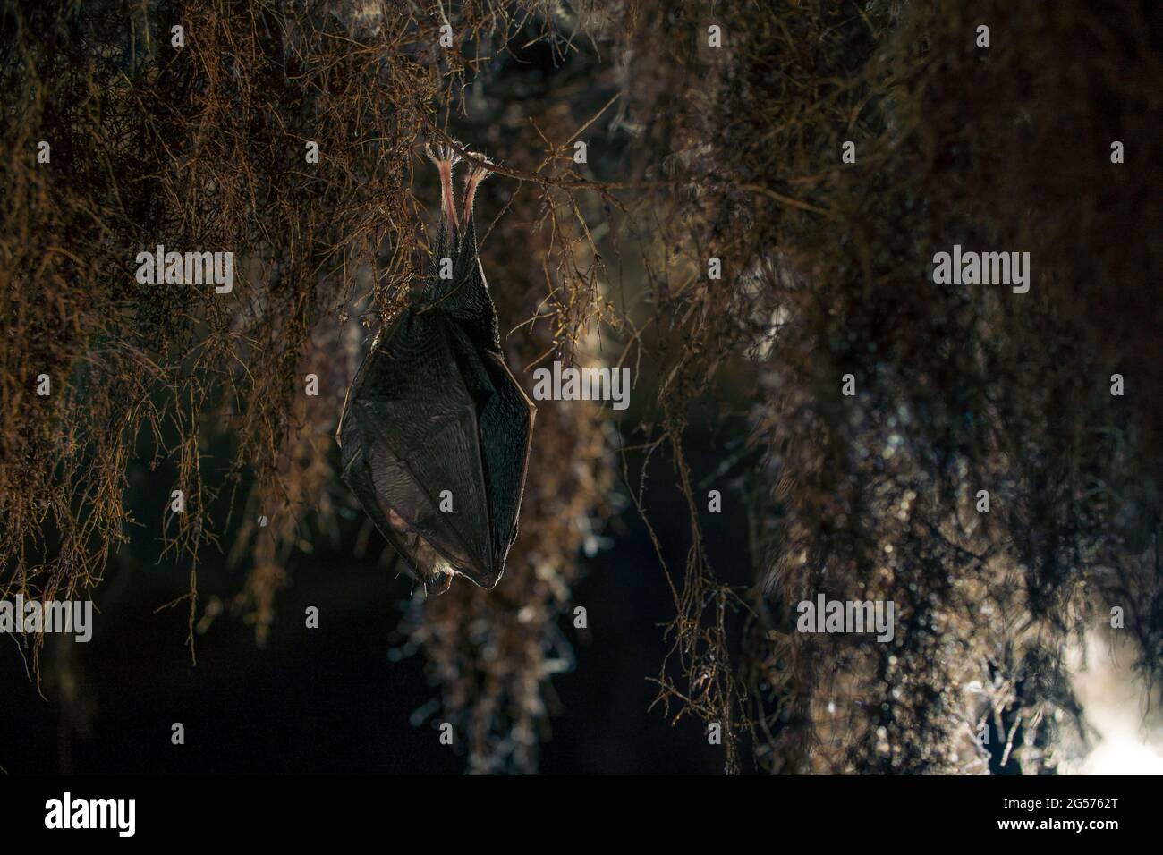 Název Close up small lesser horseshoe bat covered by wings, hanging ...