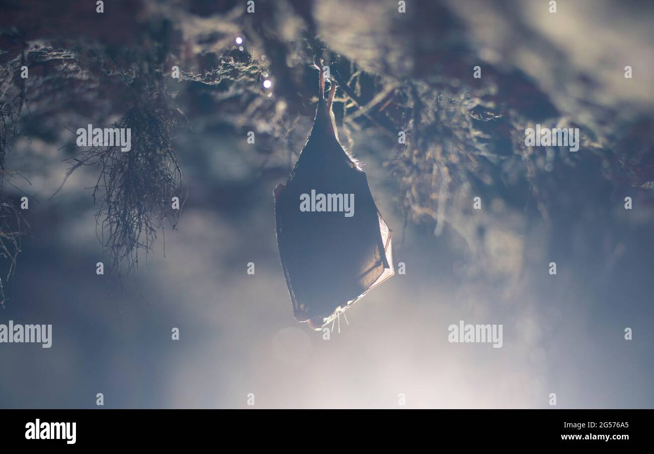 Close up small lesser horseshoe bat covered by wings, hanging upside ...