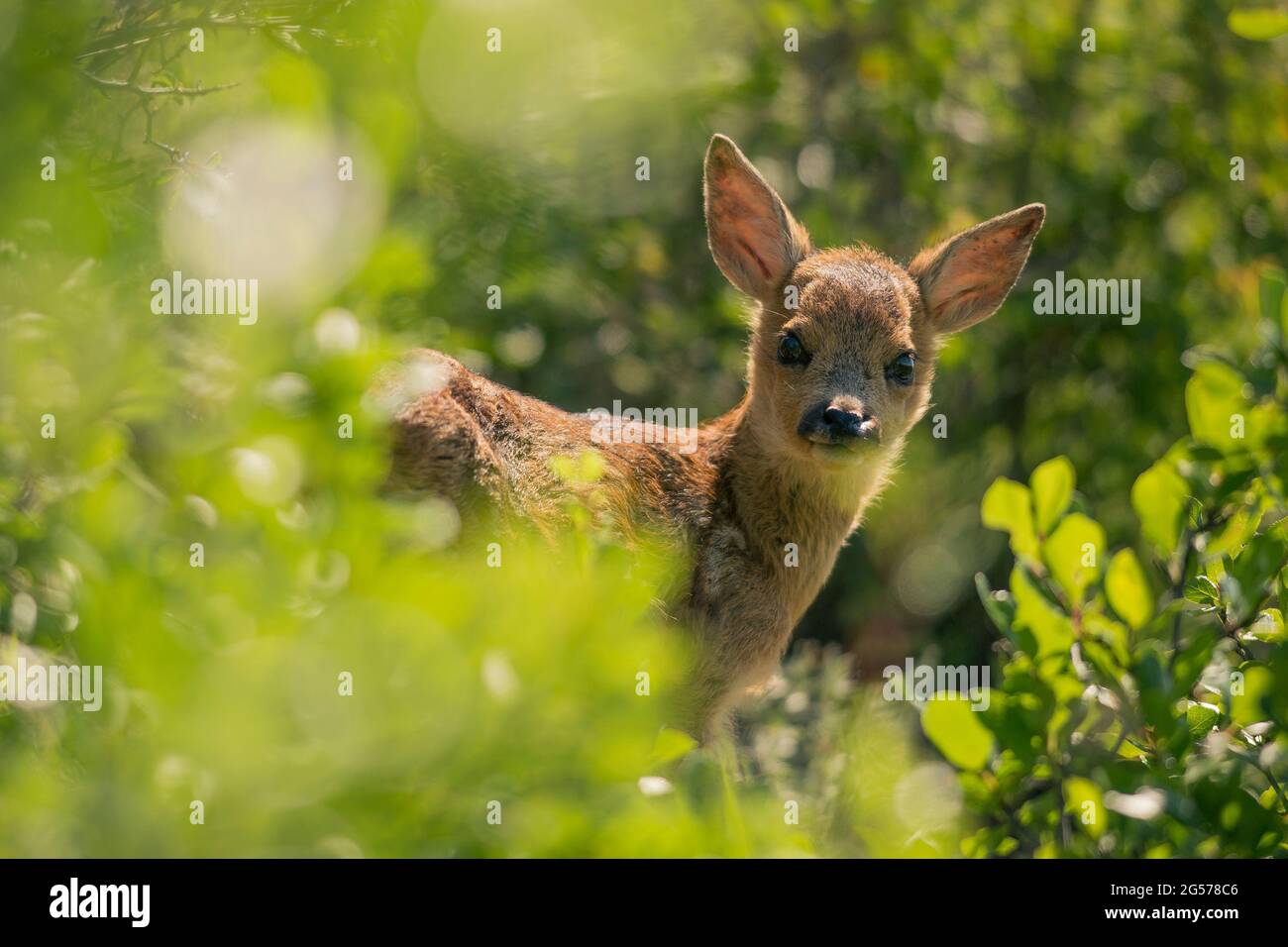 Little cute roe deer walks among the bushes on a green field and waits ...