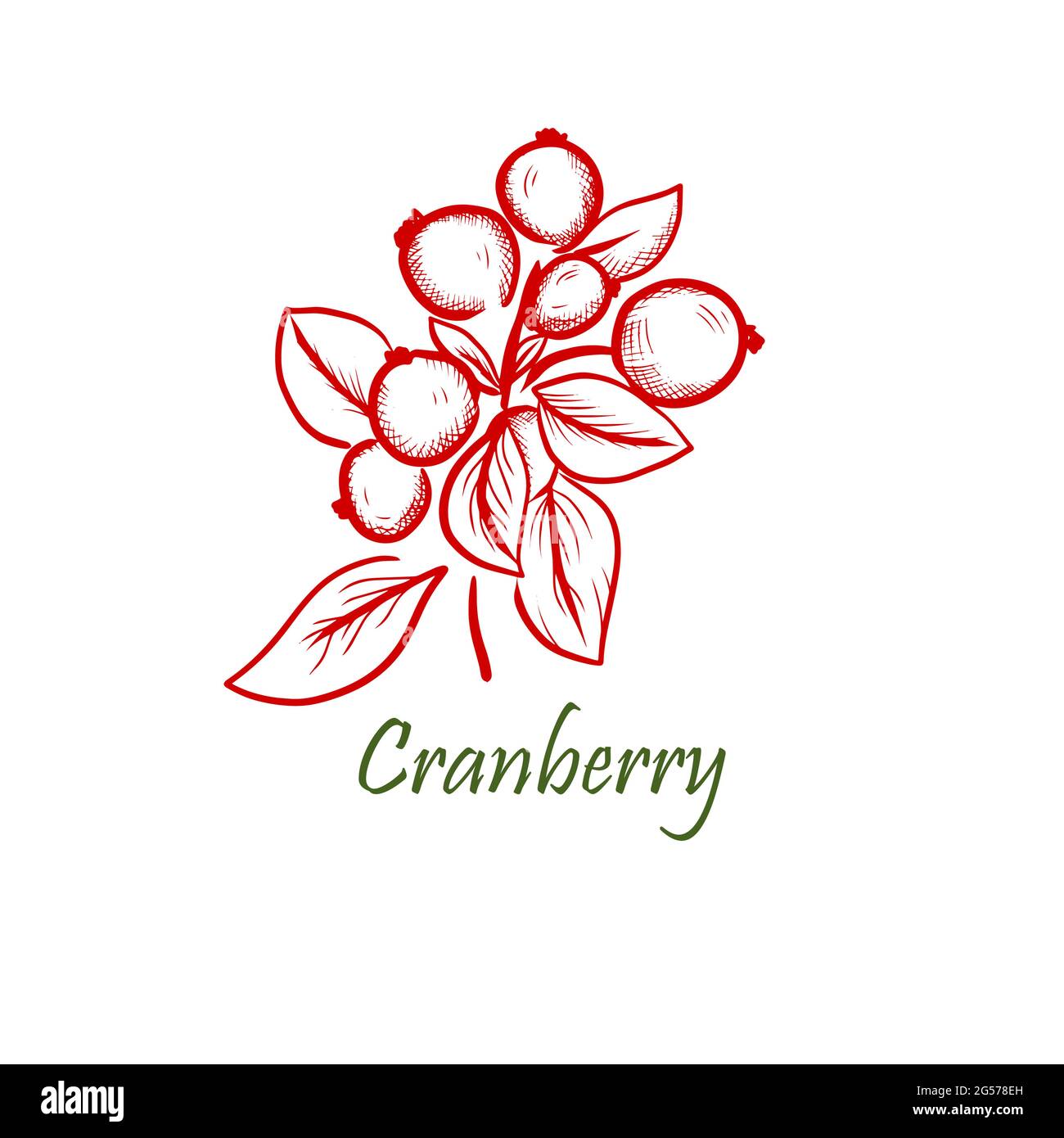 Cranberry. Icon set. Isolated cranberry on white background. Red berry ...