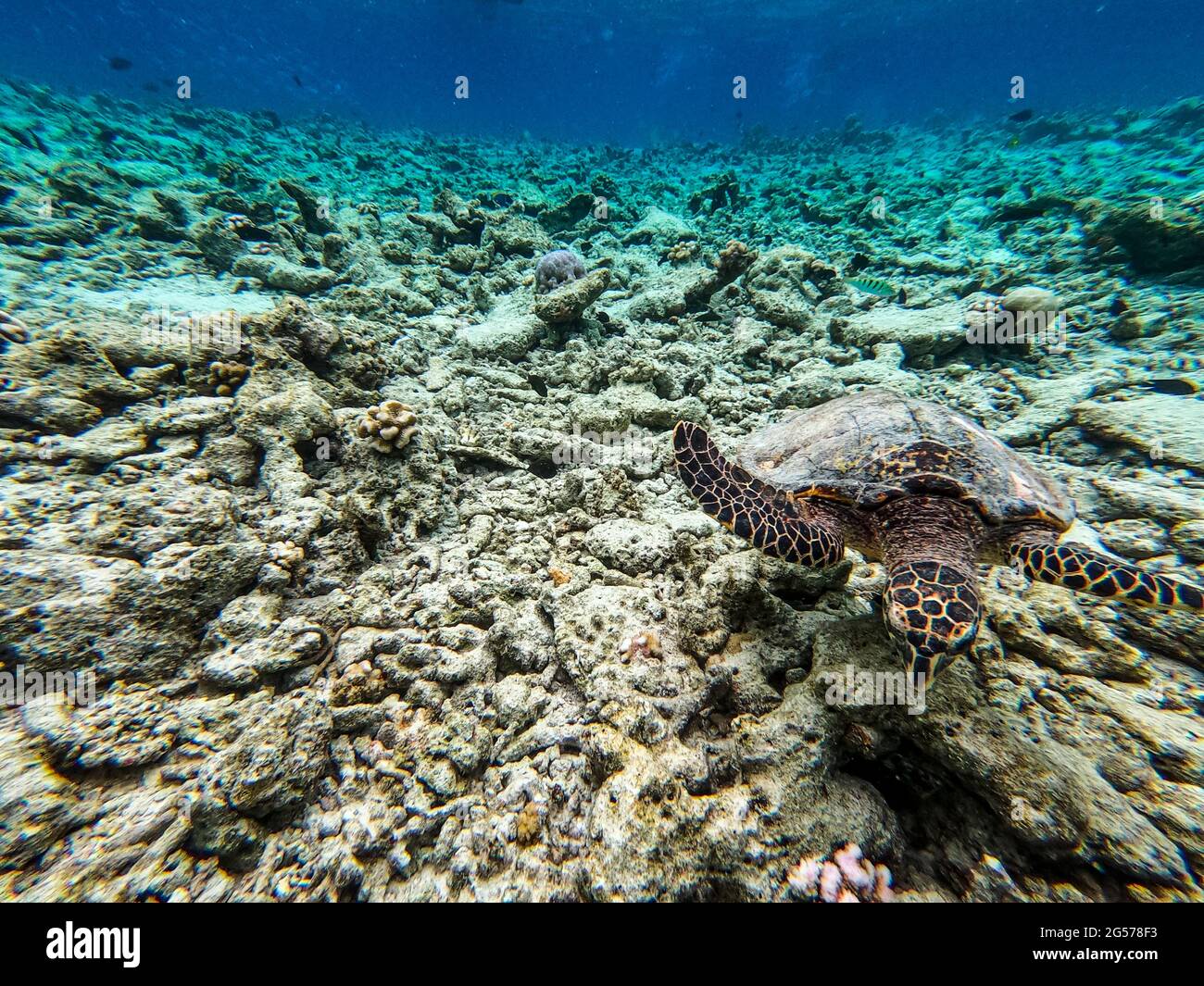 Sea turtle swimming in the ocean, South Ari Atoll, Maldives Stock Photo ...