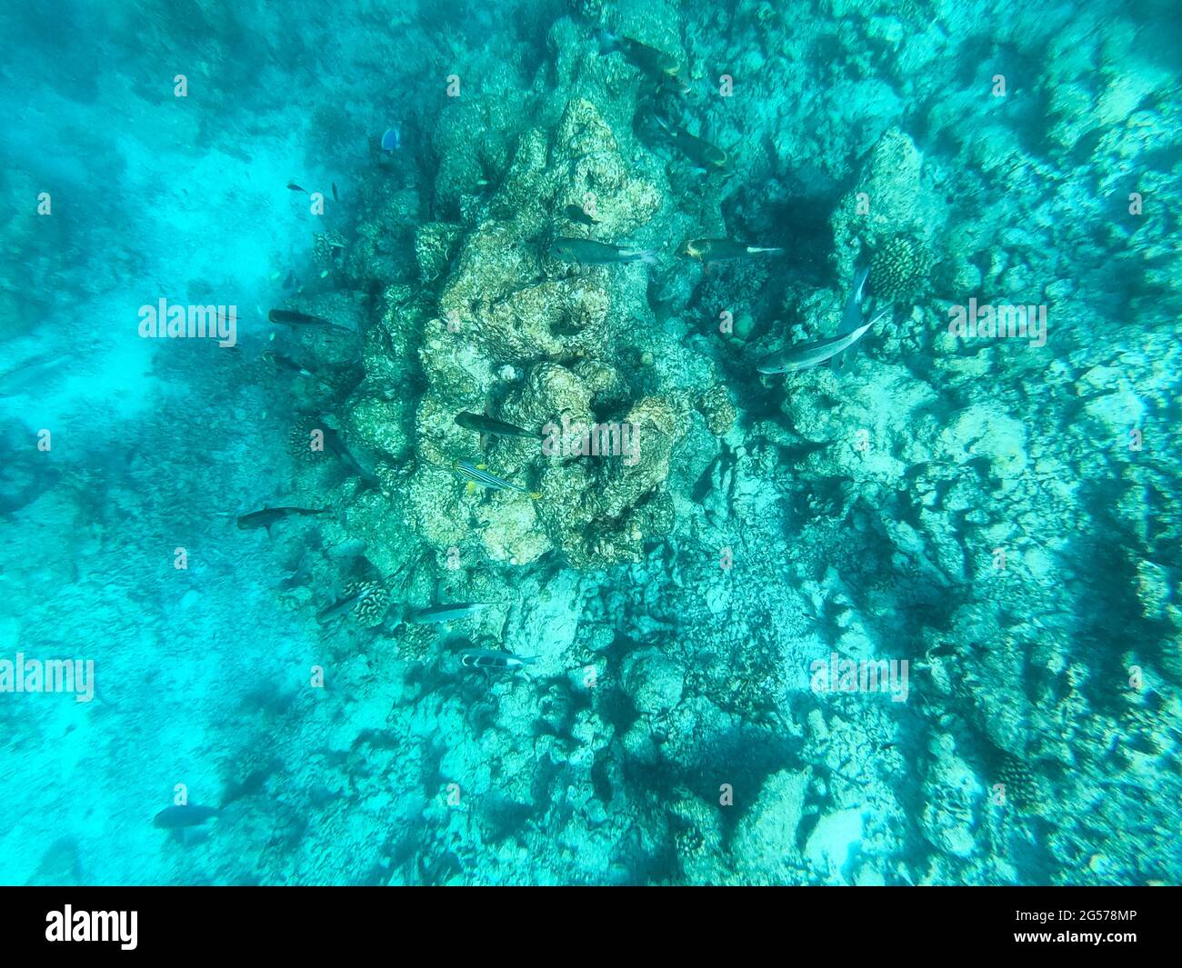 Fish swimming around Reef, South Ari Atoll, Maldives Stock Photo - Alamy