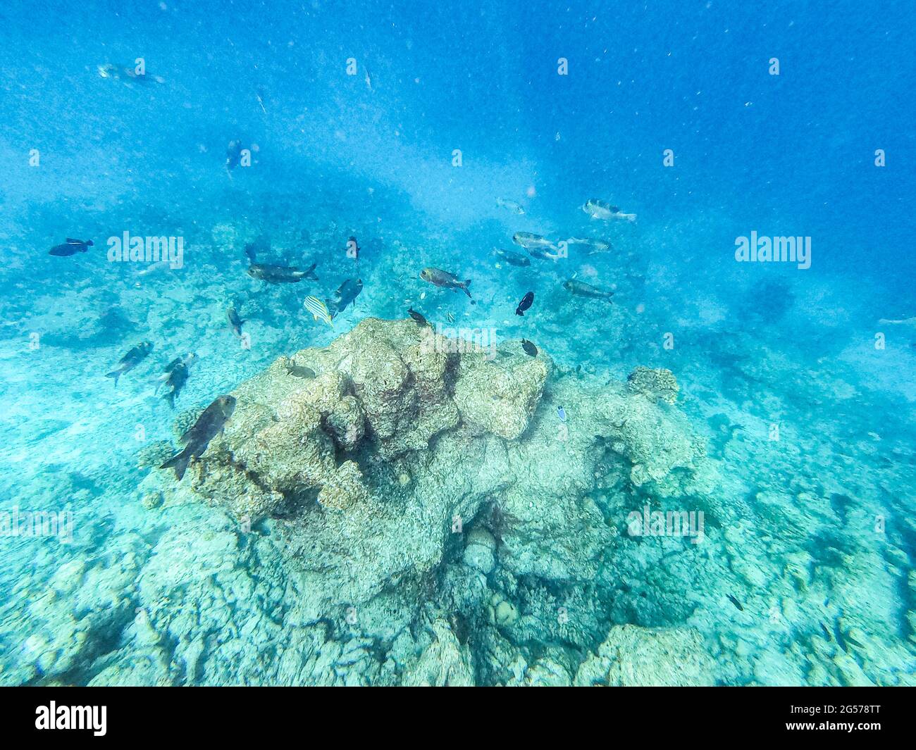 Fish swimming around Reef, South Ari Atoll, Maldives Stock Photo - Alamy