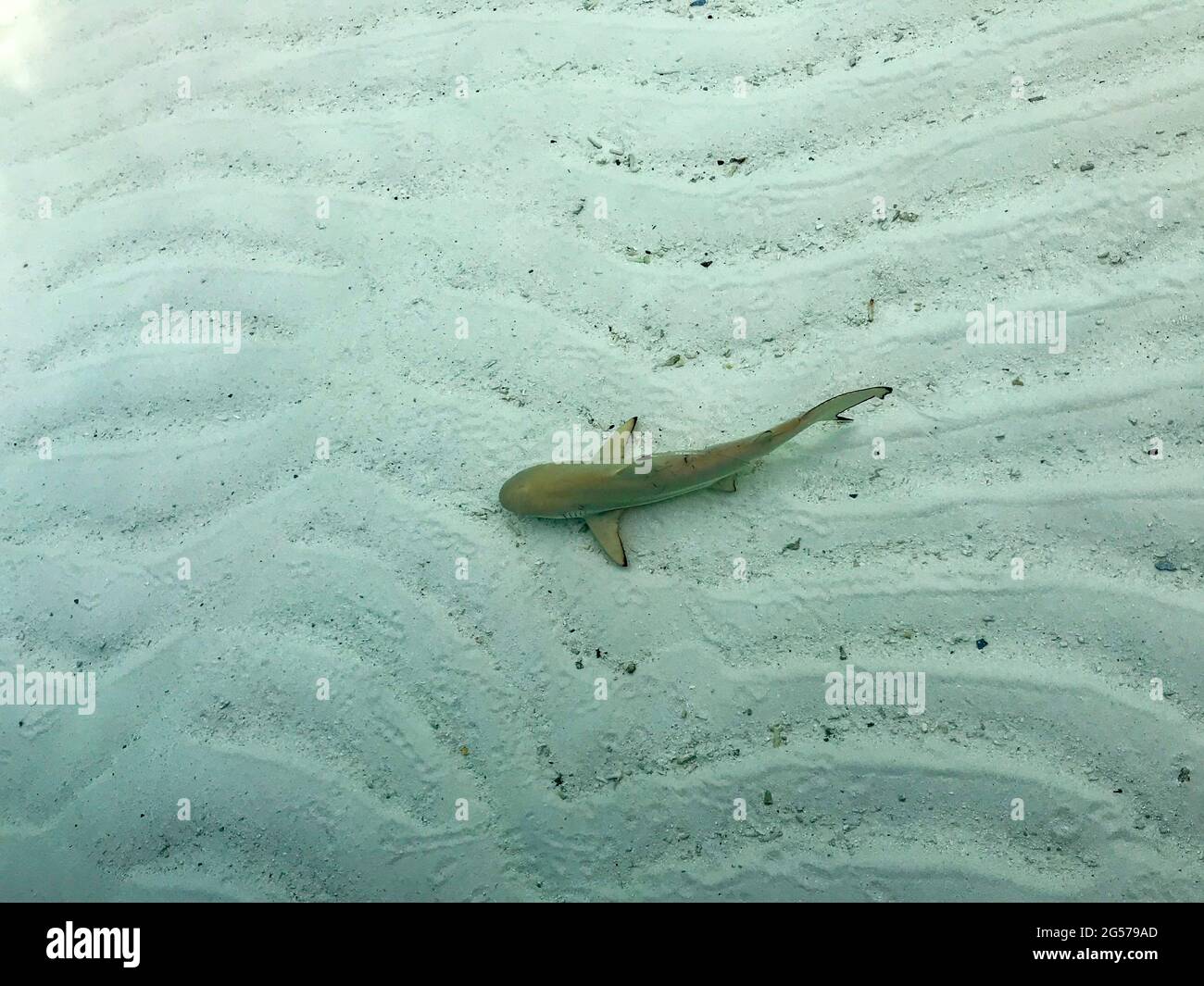 Reef shark swimming in shallow water, South Ari Atoll, Maldives Stock ...
