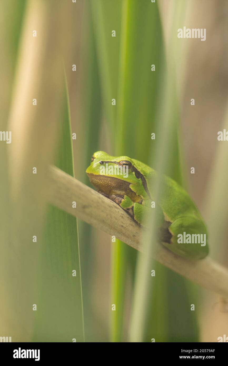 Male of European tree frog (hyla arborea) sitting on a cattail leaf ...