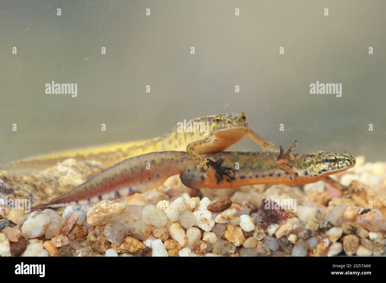 Carpathian newts (Lissotriton montandoni) couple under water during ...