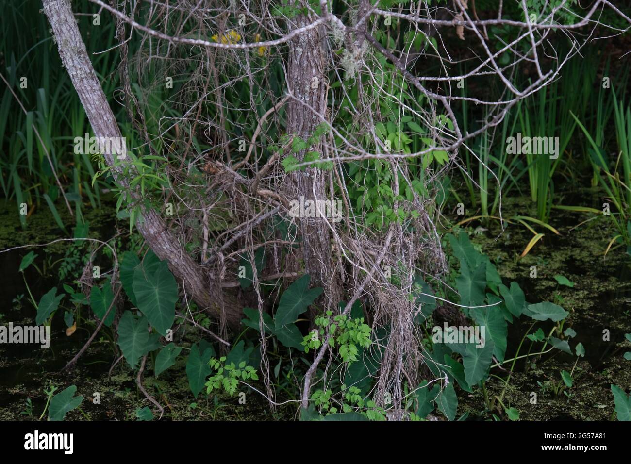 Sticks and underbrush caught in marsh thicket in Tom Brown Park in ...