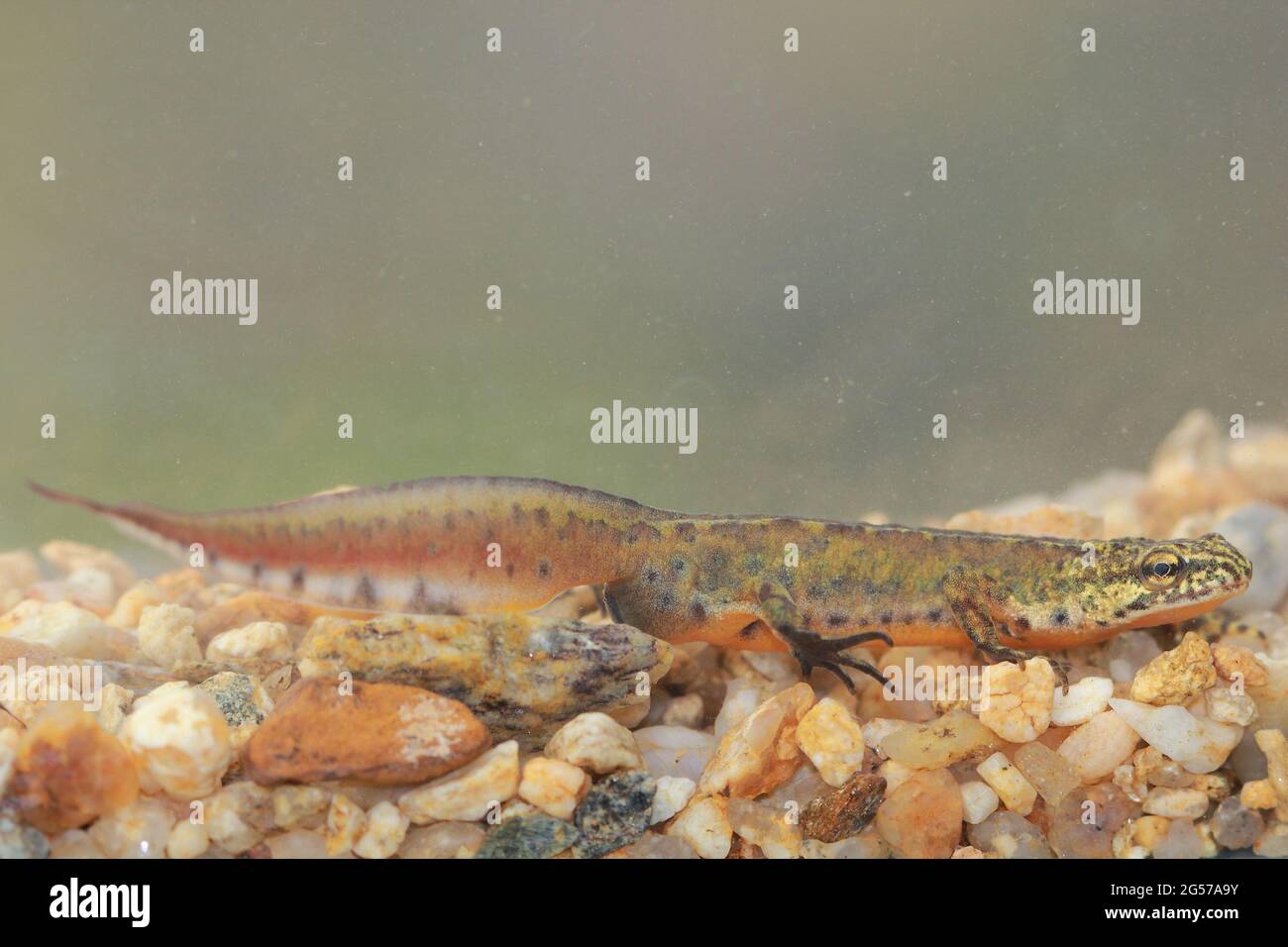 Lissotriton montandoni carpathian newt hi-res stock photography and ...