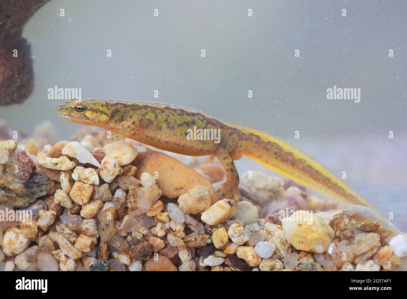 Carpathian newt (Lissotriton montandoni) female under water Stock Photo ...