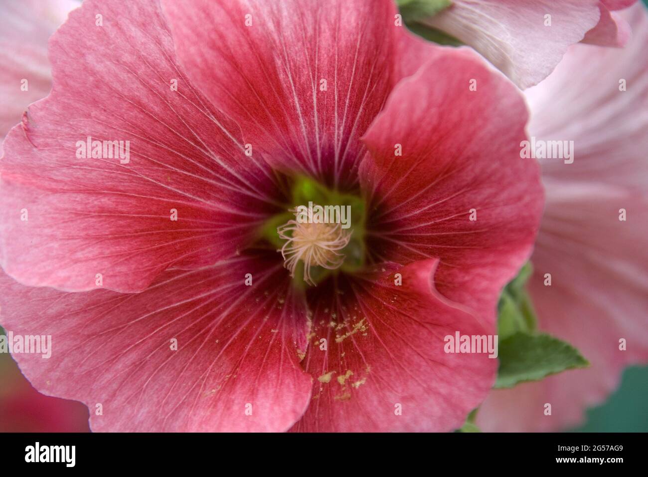 Speck of dust hi-res stock photography and images - Alamy