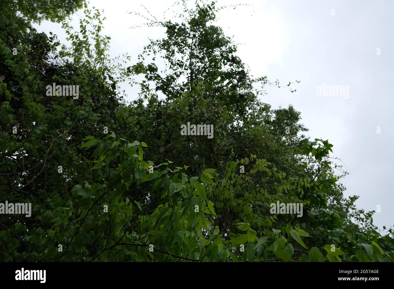 Looking upwards at tall elm trees in the forest in Tom Brown Park in ...