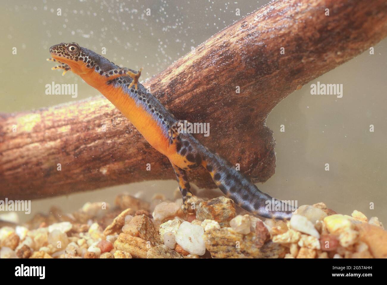Alpine newt (Ichthyosaura alpestris) male under water Stock Photo - Alamy