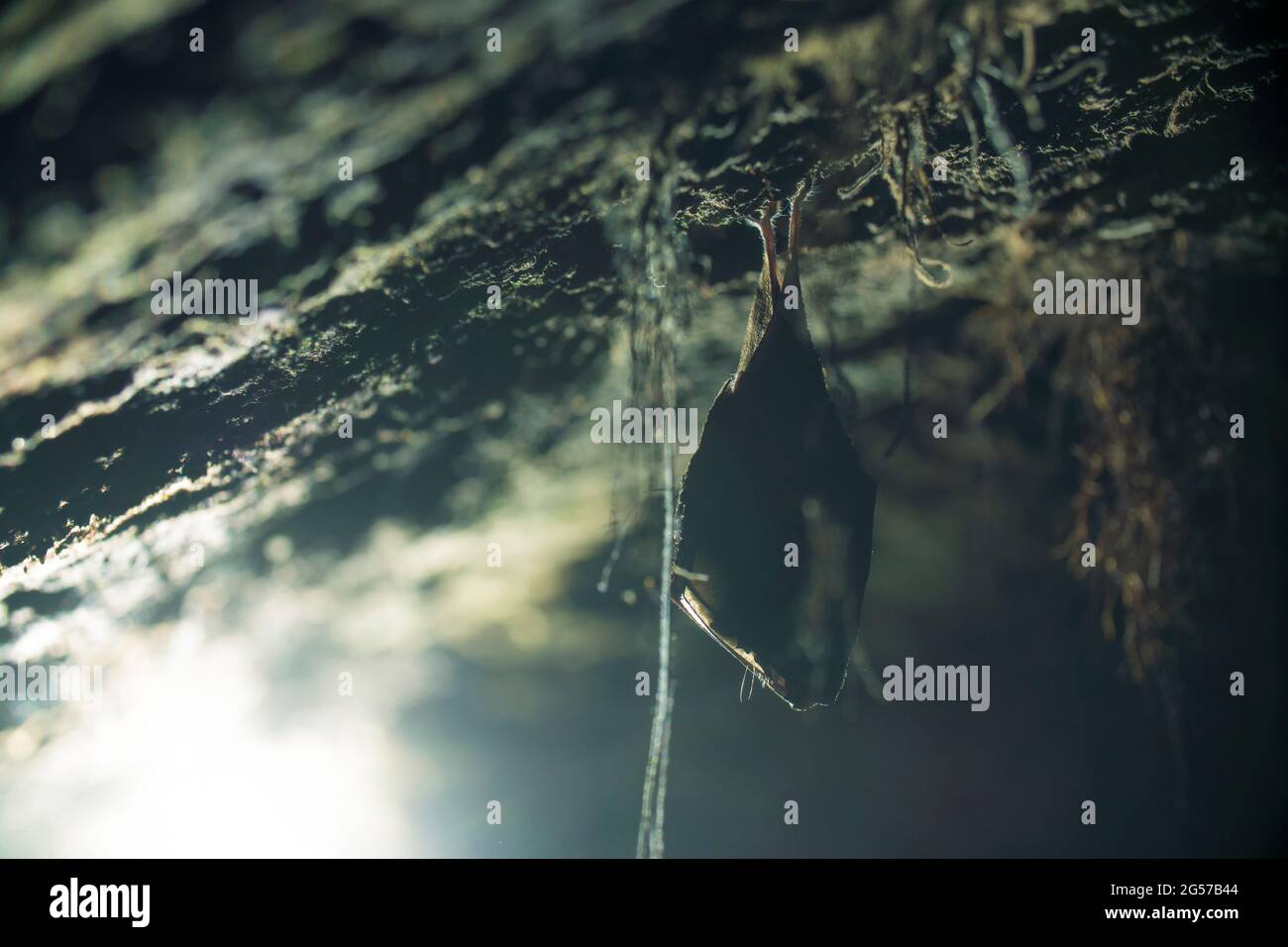 Close up small lesser horseshoe bat covered by wings, hanging upside ...