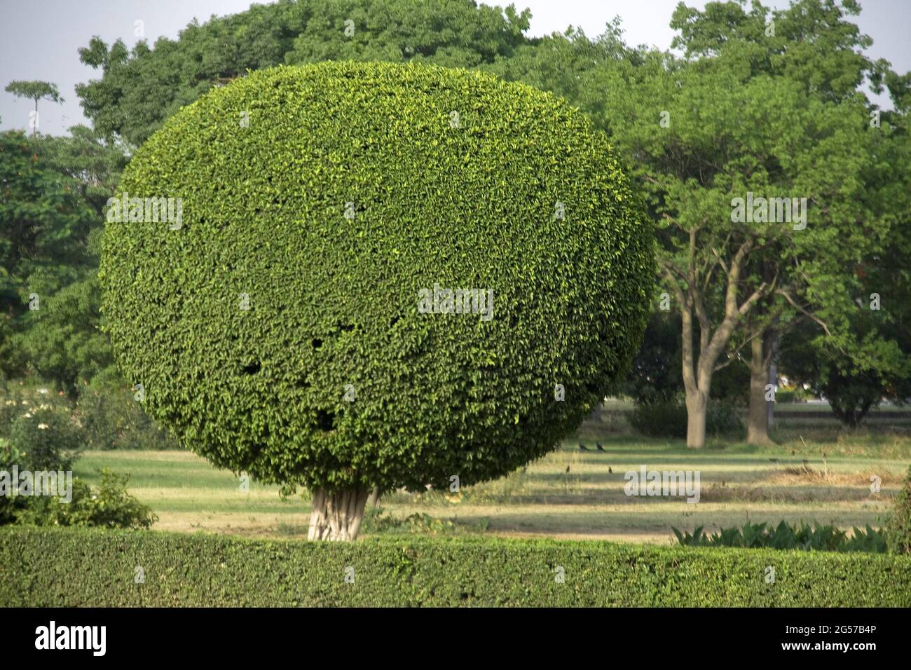 fresh green, decorative tree nicely trimmed in the shape of an ...