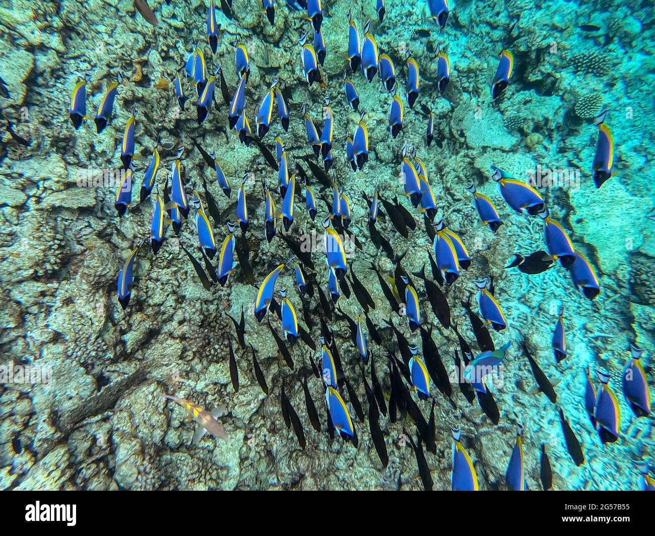 Blue Surgeon Fish Swimming, South Ari Atoll, Maldives Stock Photo - Alamy