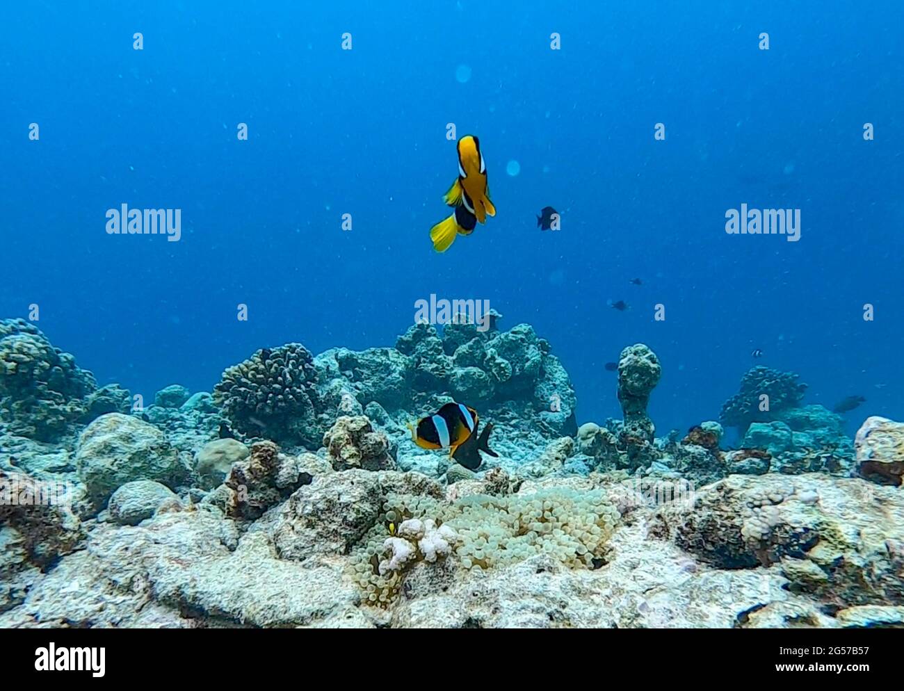 Clown Fish swimming in blue ocean, South Ari Atoll, Maldives Stock ...