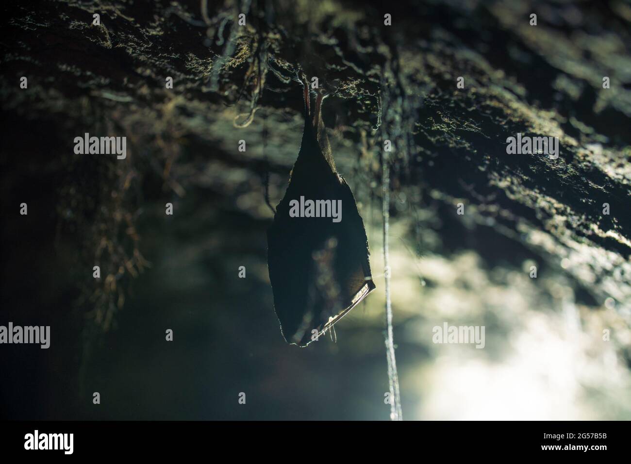 Close up small lesser horseshoe bat covered by wings, hanging upside ...
