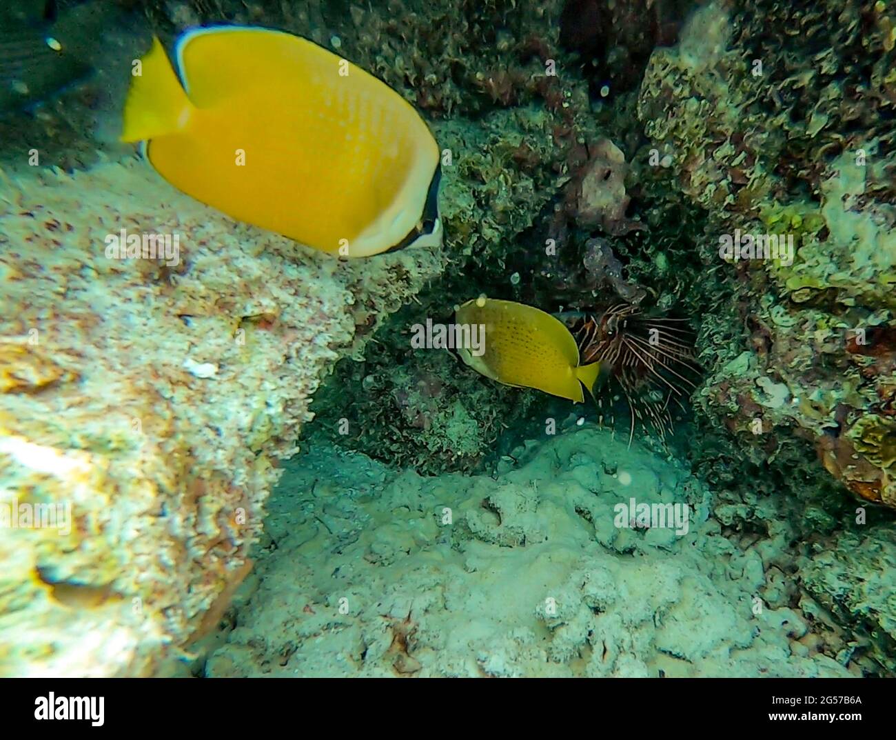 Butterfly fish swimming amongst coral reef, South Ari Atoll, Maldives ...