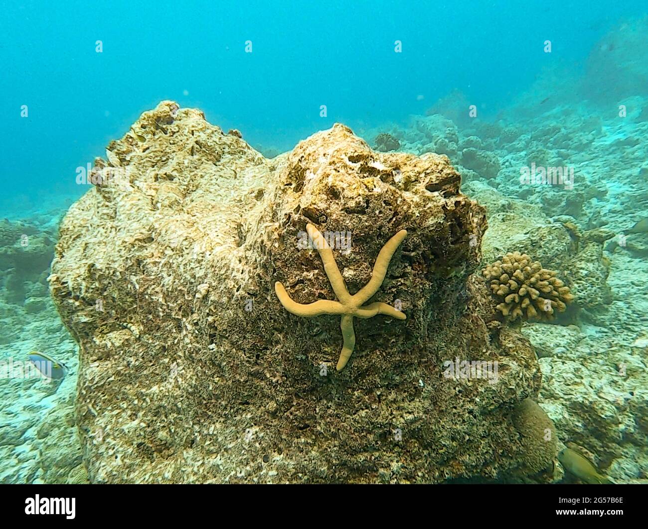 Starfish on rock in Reef, South Ari Atoll, Maldives Stock Photo - Alamy