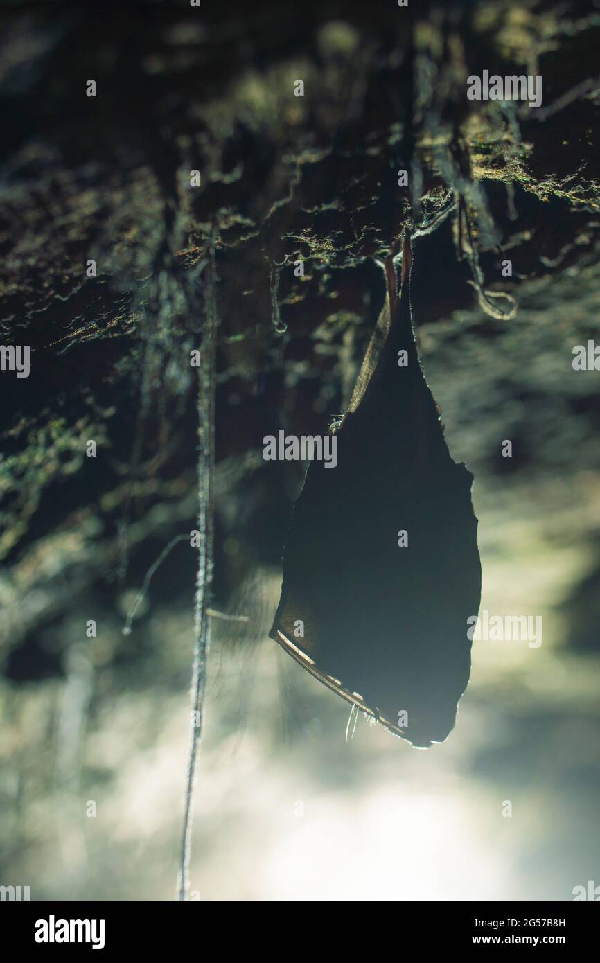 Close up small lesser horseshoe bat covered by wings, hanging upside ...
