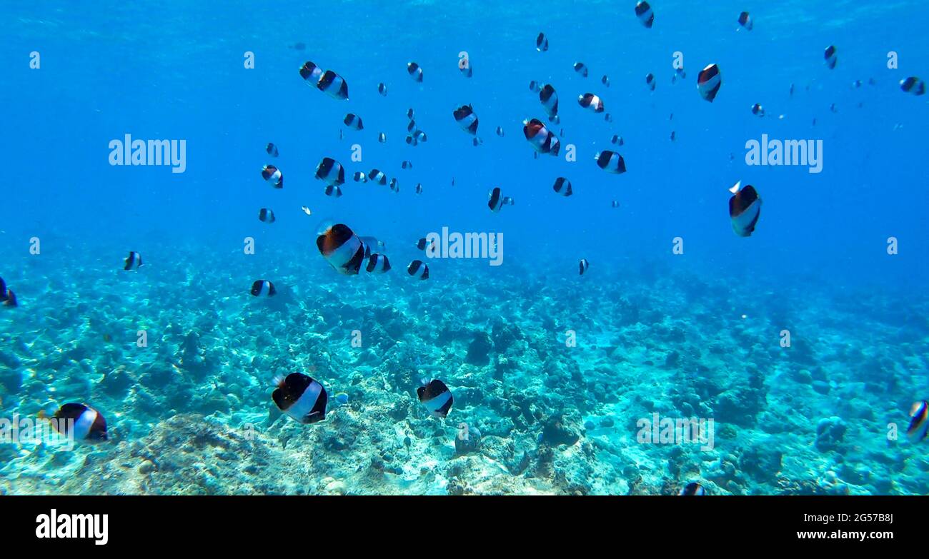 Aquatic atoll hi-res stock photography and images - Alamy