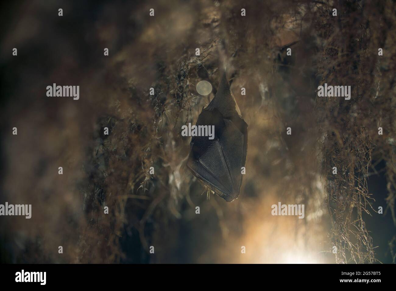 Close up small lesser horseshoe bat covered by wings, hanging upside ...