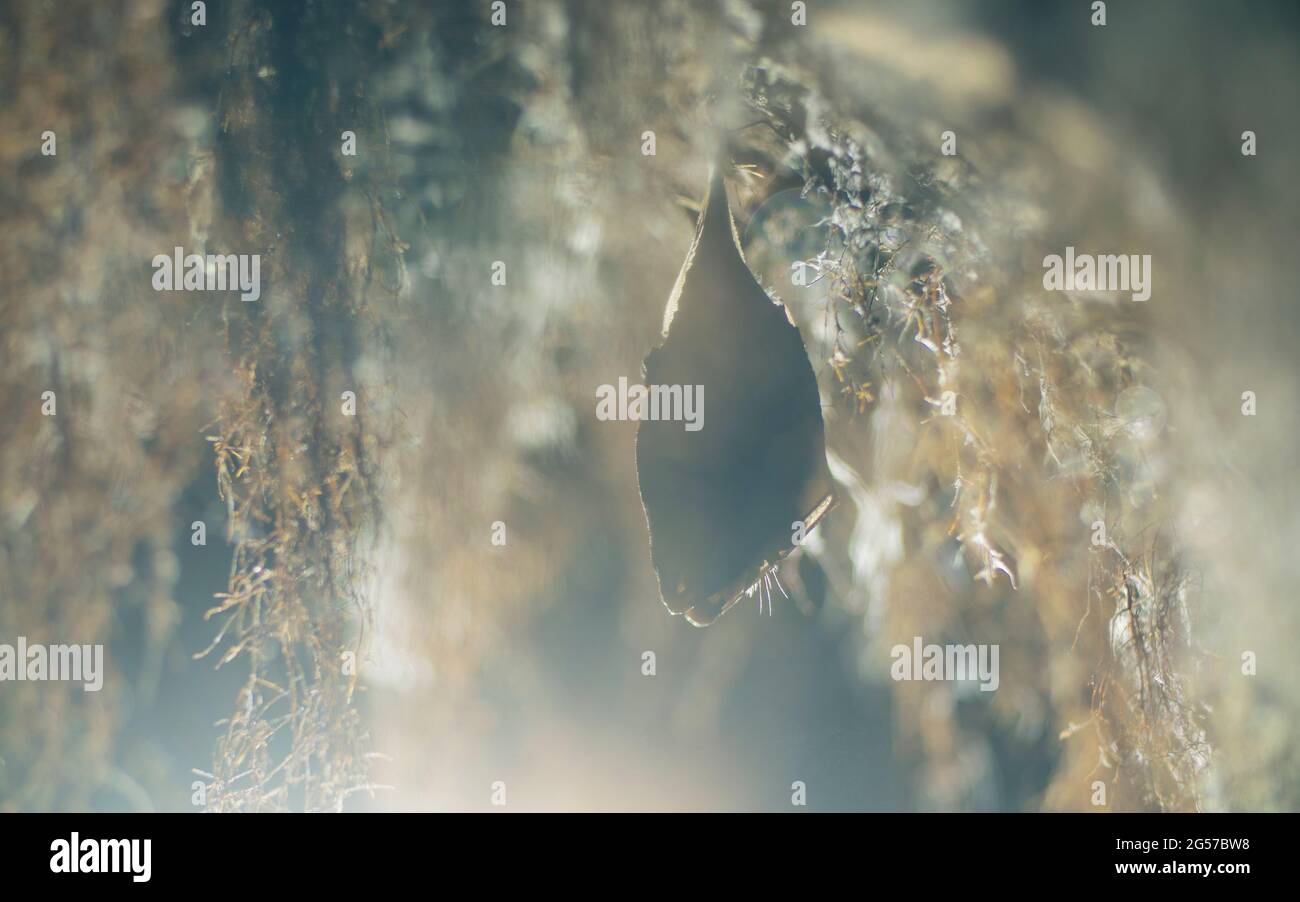 Close up small lesser horseshoe bat covered by wings, hanging upside ...