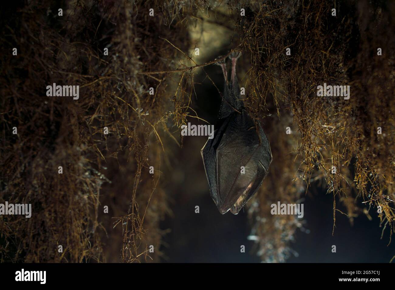 Close up small lesser horseshoe bat covered by wings, hanging upside ...