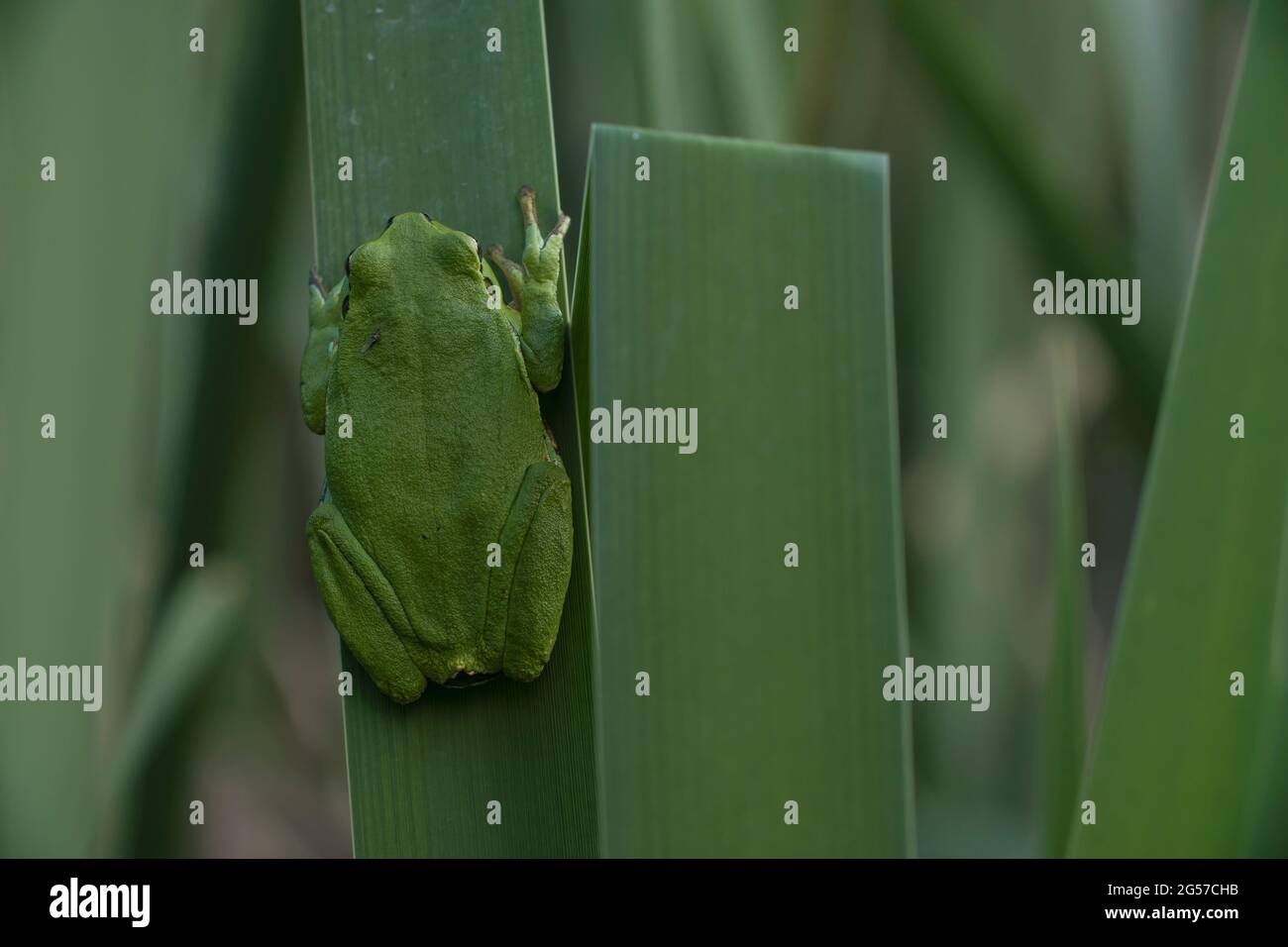 Male of European tree frog (hyla arborea) sitting on a cattail leaf ...
