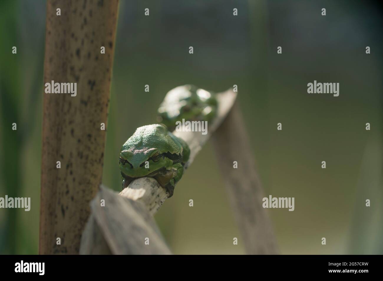 Hyla arborea group hi-res stock photography and images - Alamy
